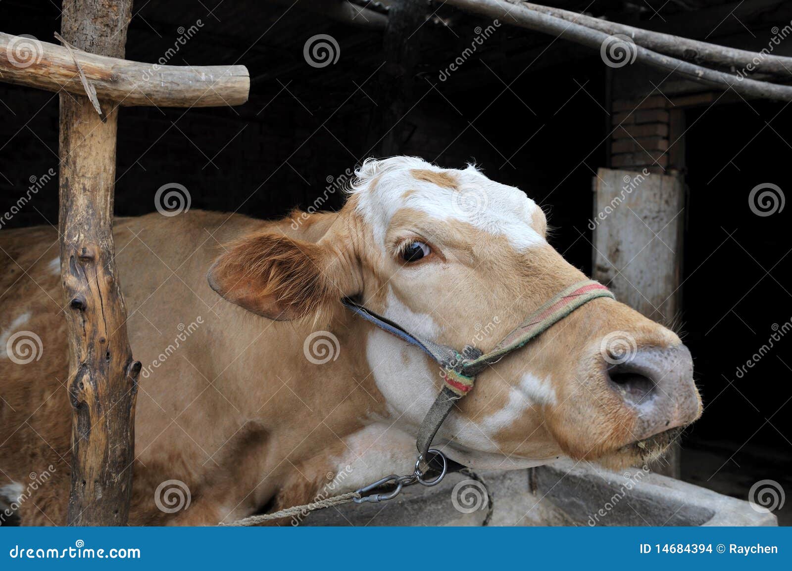 Ox stock photo. Image of farm, farming, oxen, face, strong - 14684394