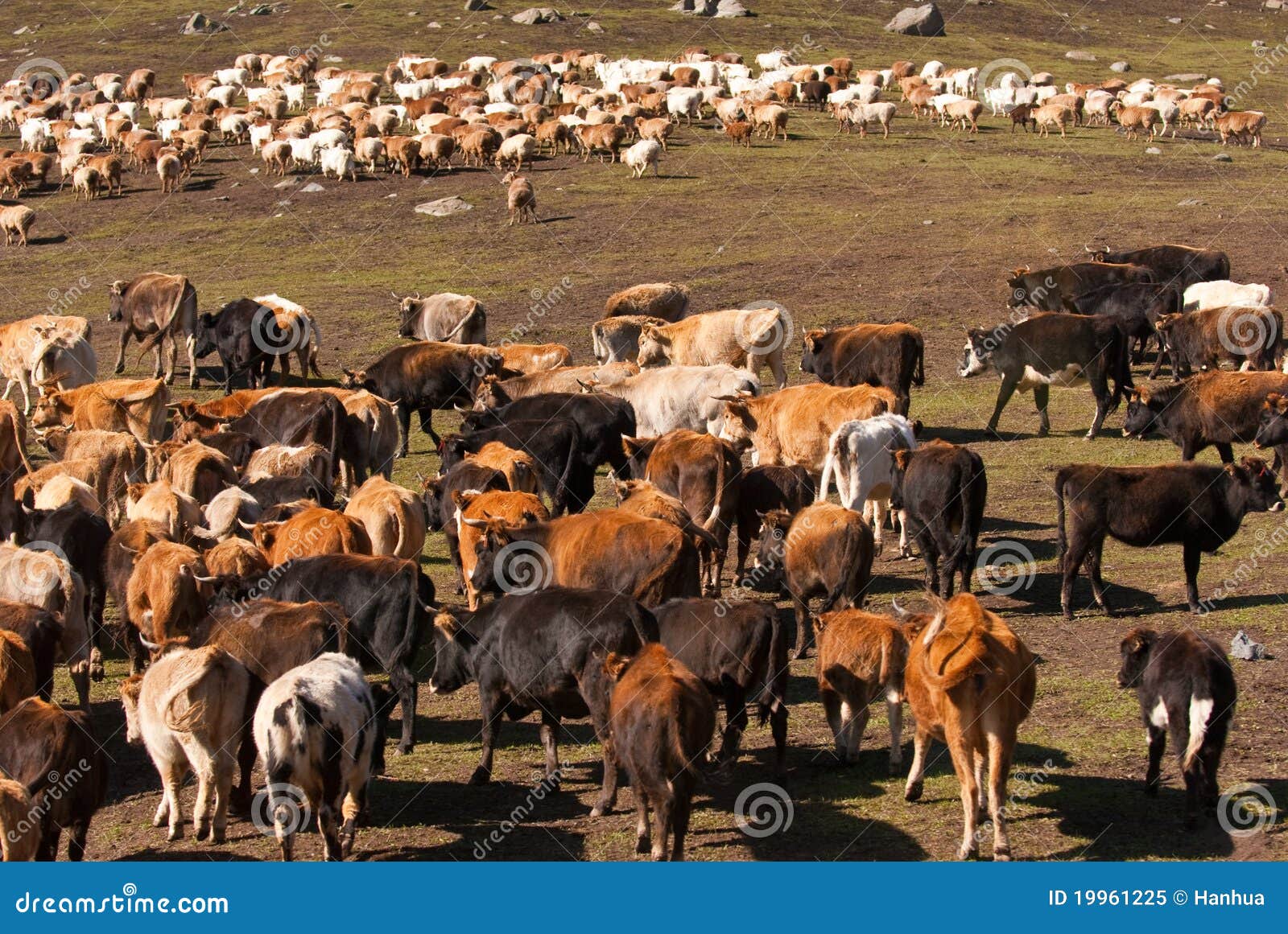 Ox stock image. Image of kanas, natural, nature, grass - 19961225