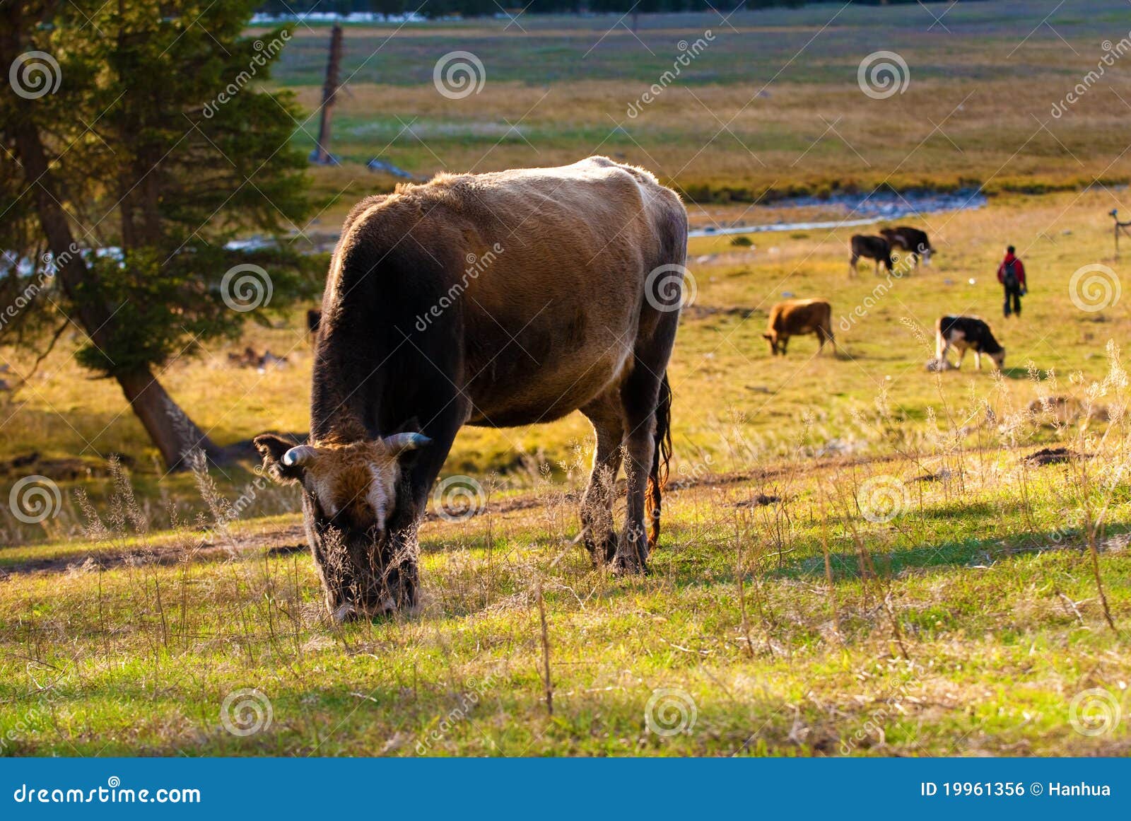 Ox stock photo. Image of nature, brings, cattle, natural - 19961356