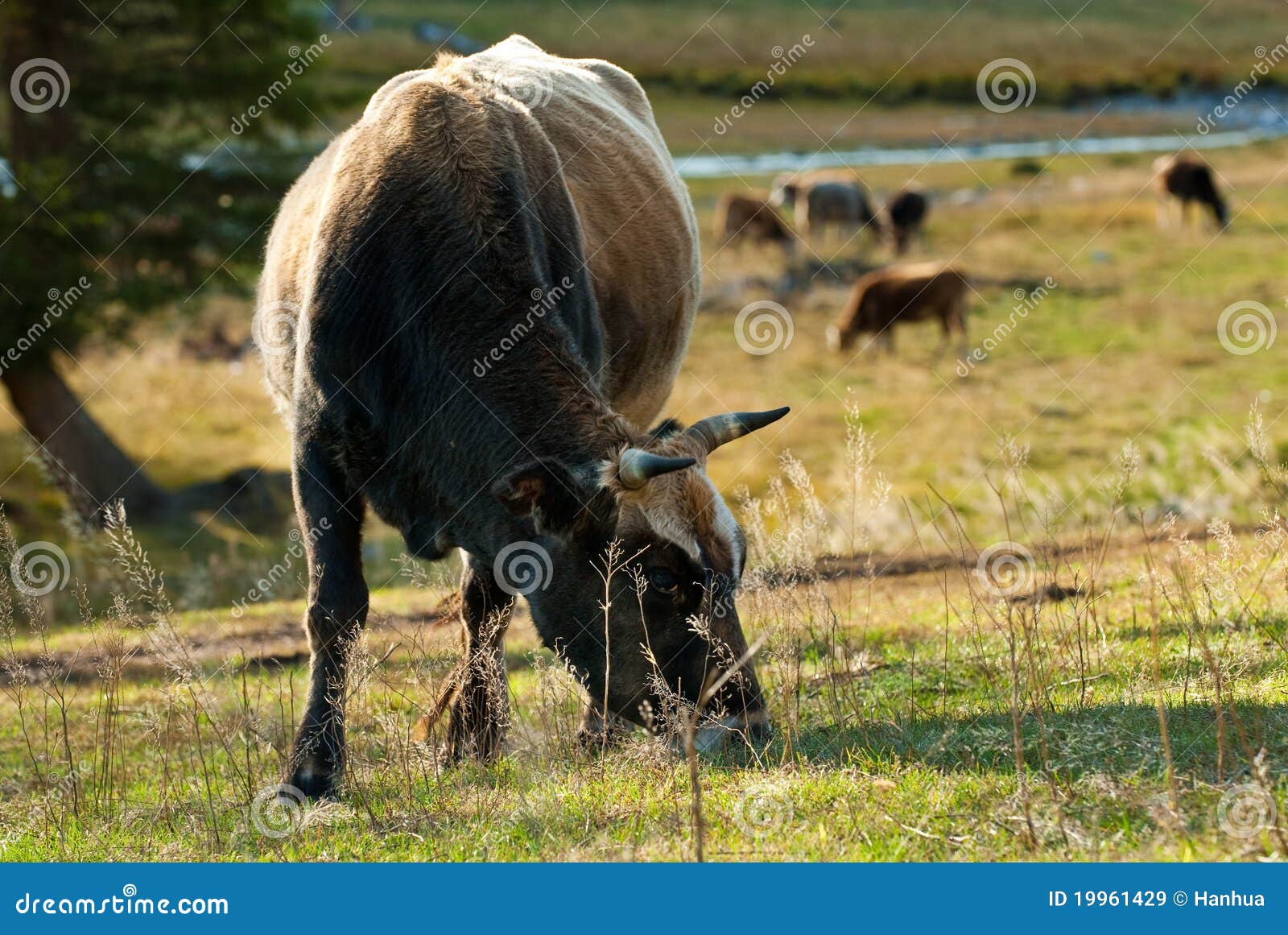 Ox stock image. Image of xinjiang, kanas, cattle, grazing - 19961429