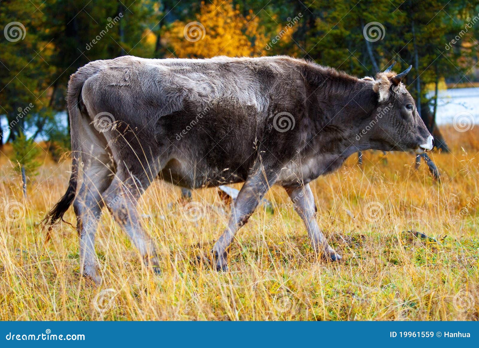 Ox stock image. Image of life, golden, nature, cattle - 19961559