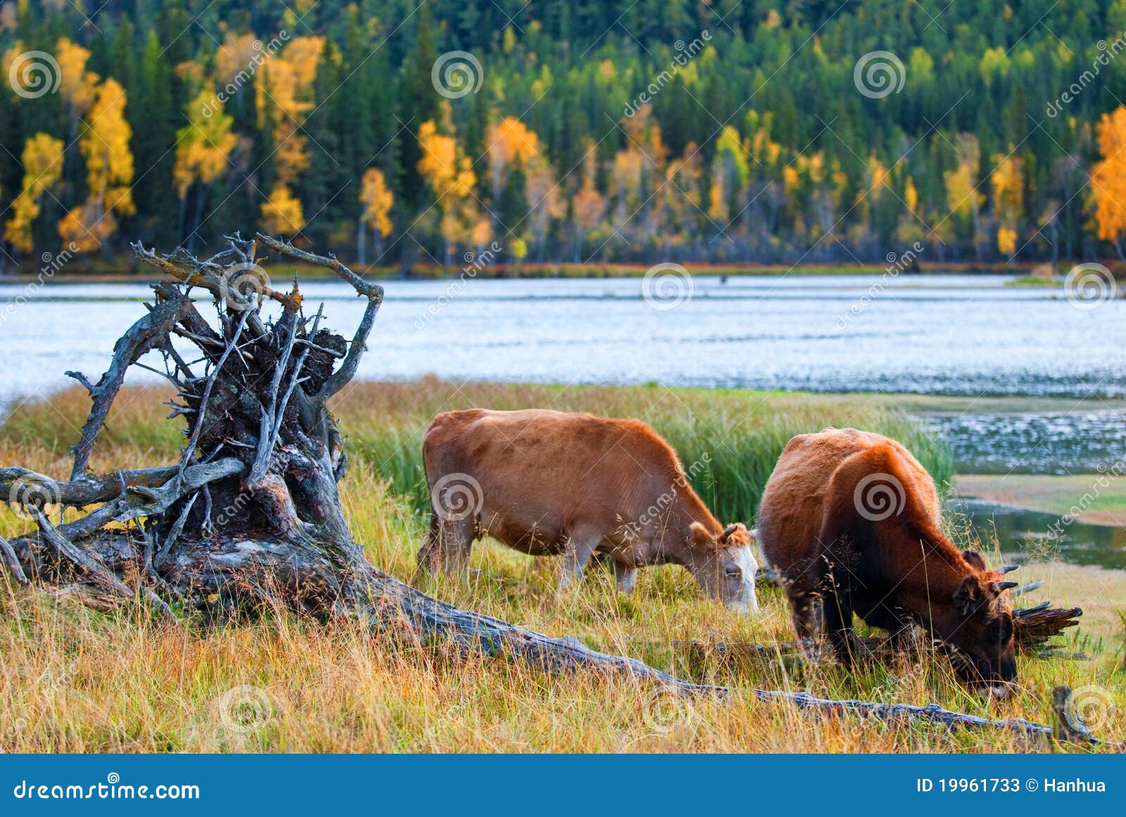 Ox stock image. Image of natural, herds, cattle, golden - 19961733