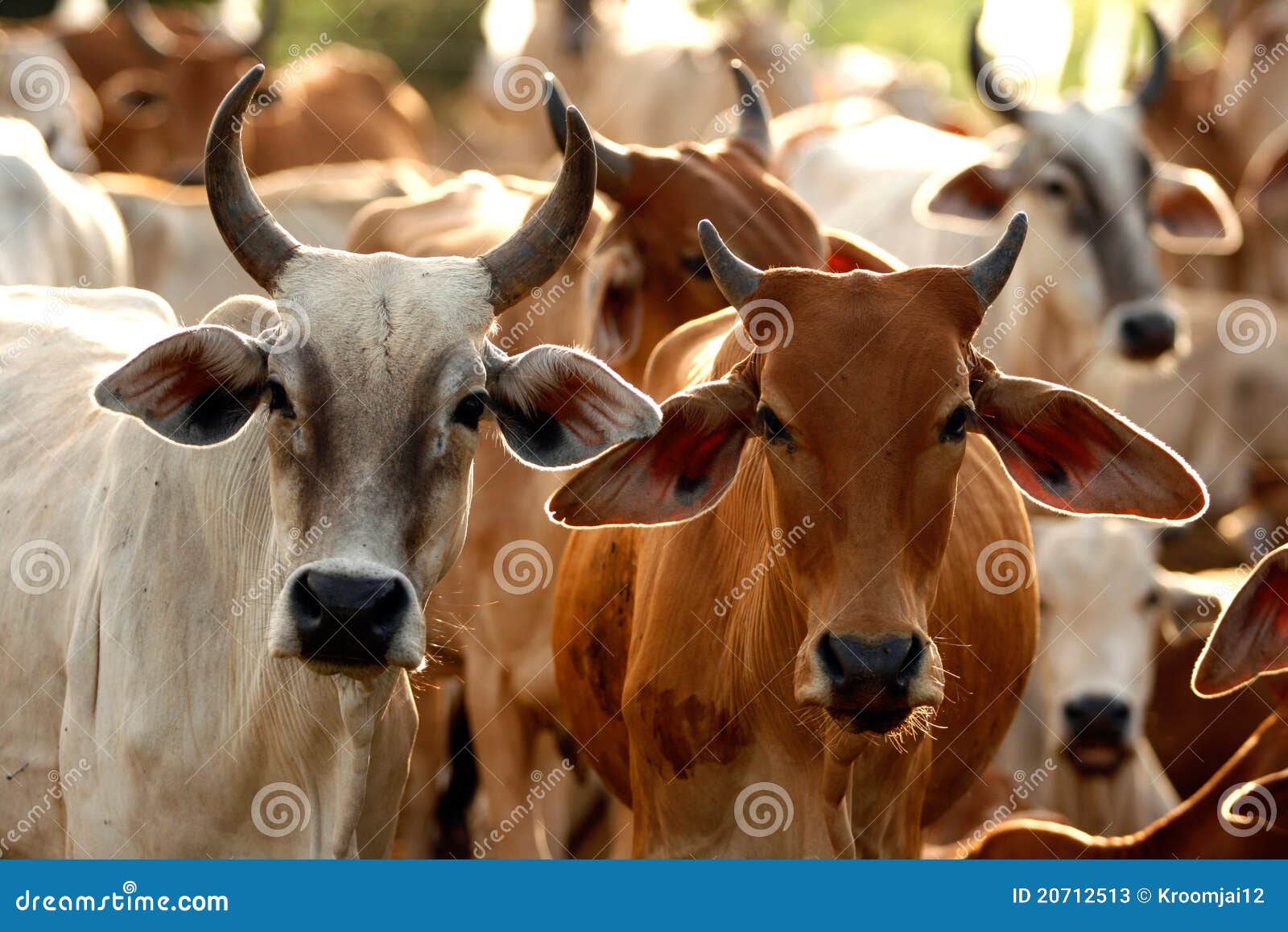 Ox stock image. Image of crop, environment, spring, outdoor - 20712513