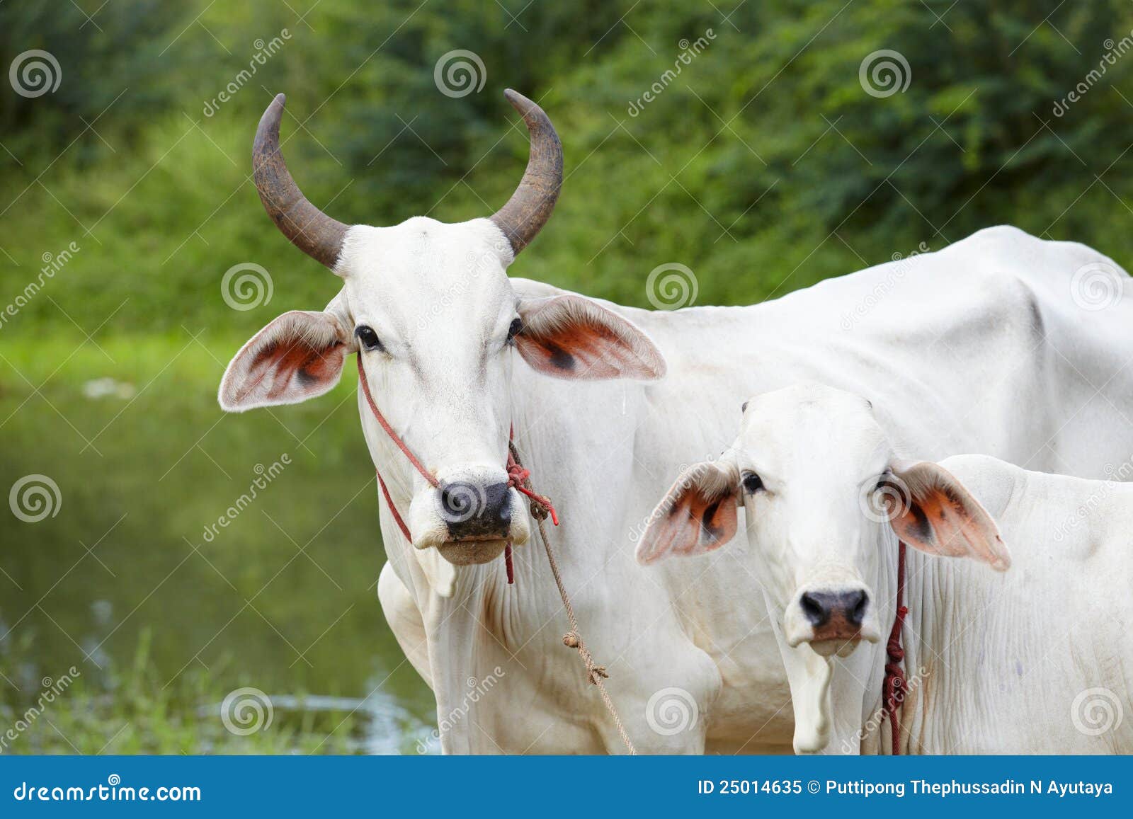 Ox stock image. Image of arch, transportation, poor, reigns - 25014635