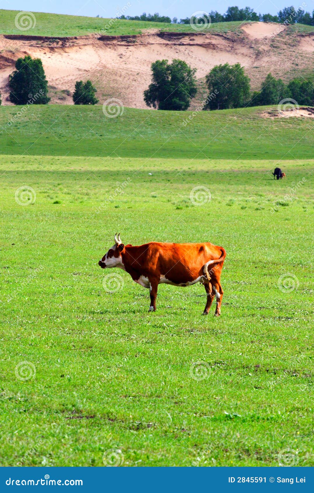 Ox stock image. Image of milk, farm, china, hill, blue - 2845591