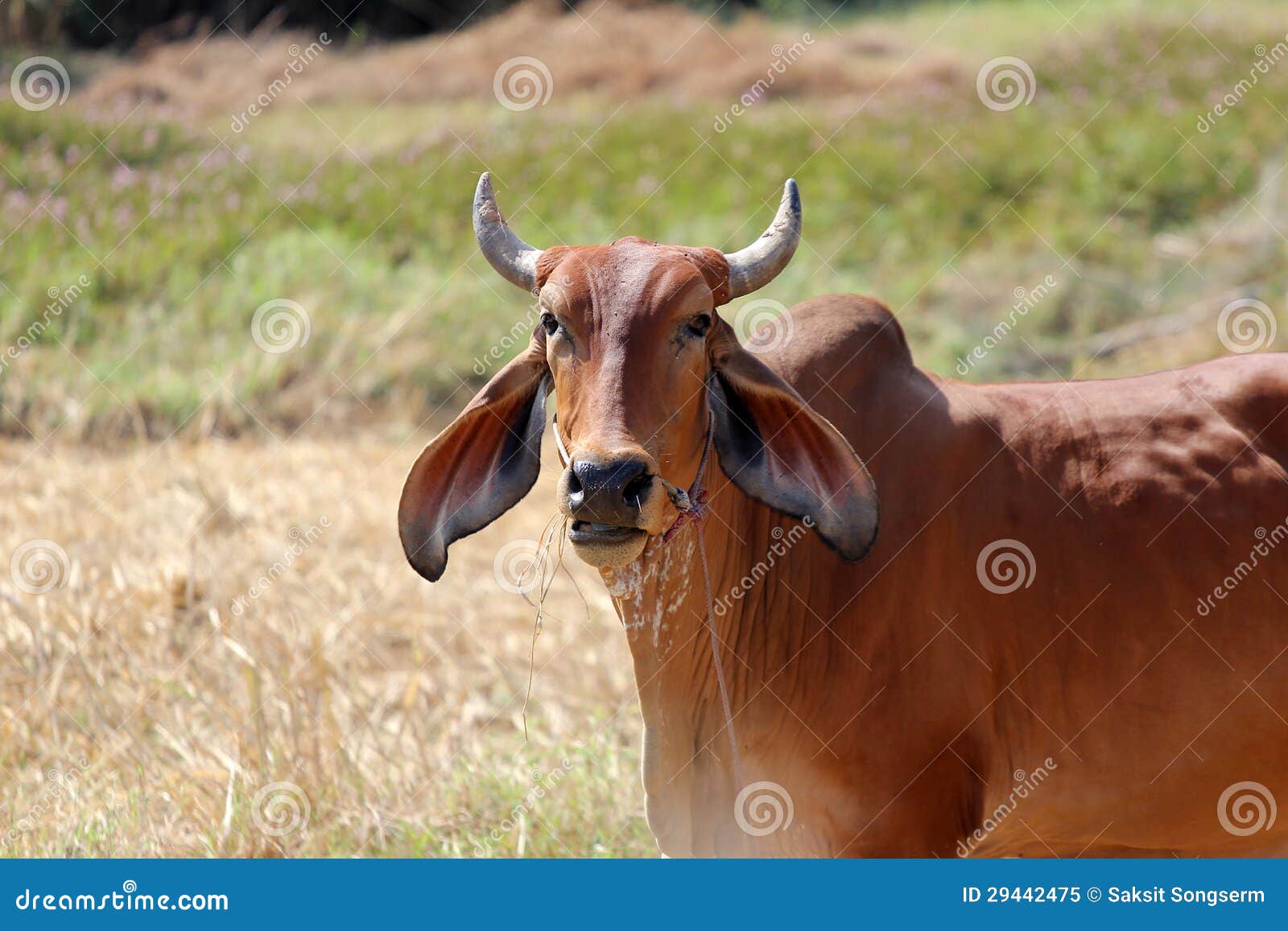 Ox stock image. Image of quadruped, wildlife, bullock - 29442475