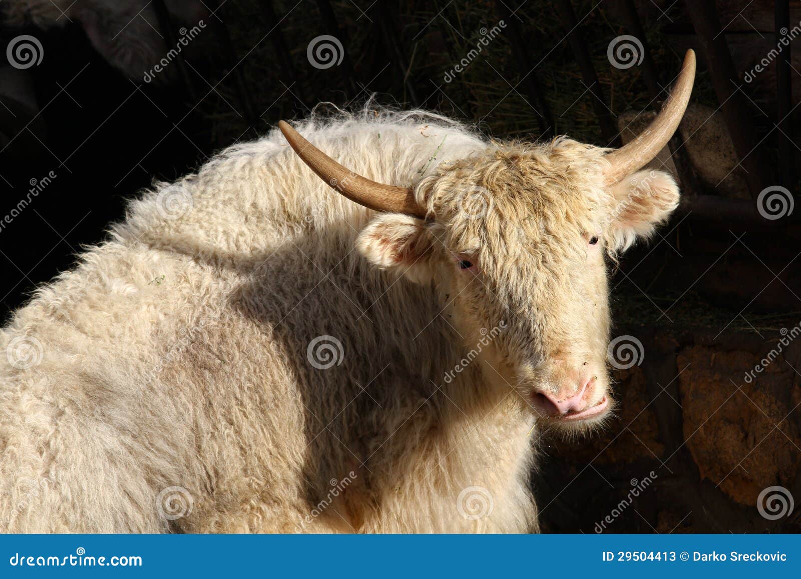 Ox stock image. Image of livestock, hair, farm, white - 29504413