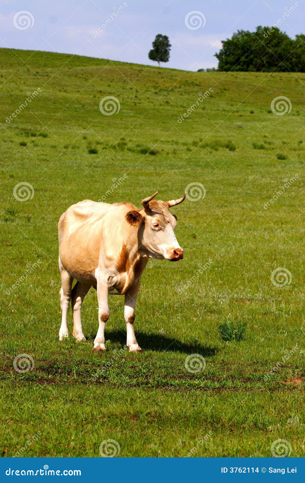 Ox stock photo. Image of nature, asia, asian, grass, travel - 3762114