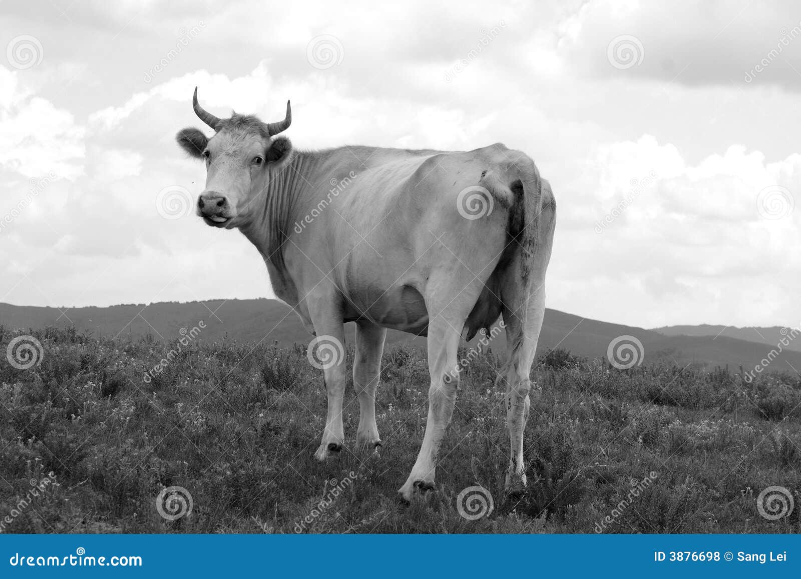 Ox stock photo. Image of nature, animals, grass, tree - 3876698