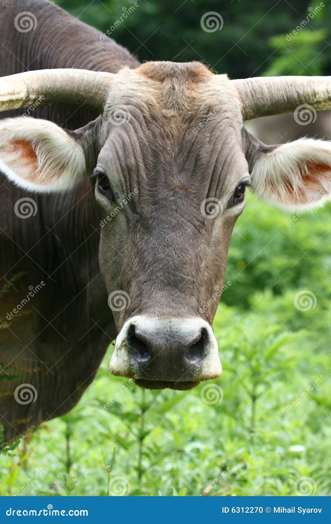 Ox stock photo. Image of bull, animal, farm, cheese, protein - 6312270
