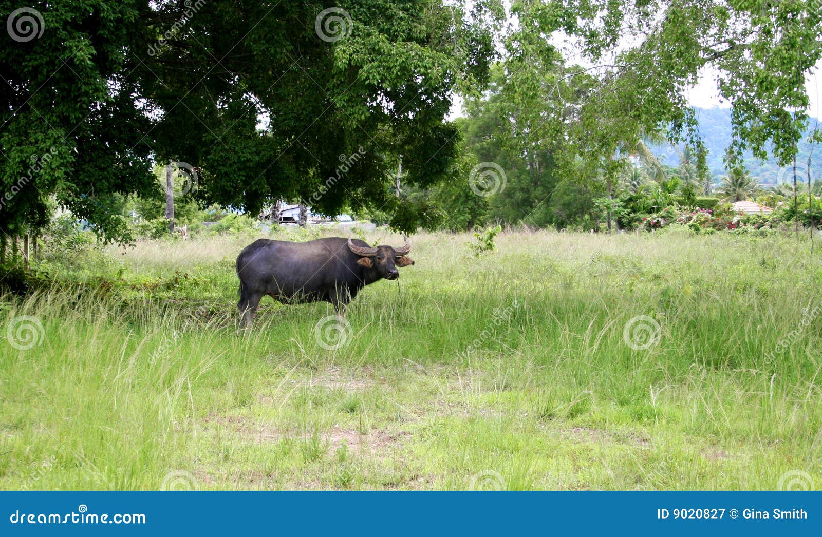 Ox stock image. Image of paddock, green, creature, fresh - 9020827