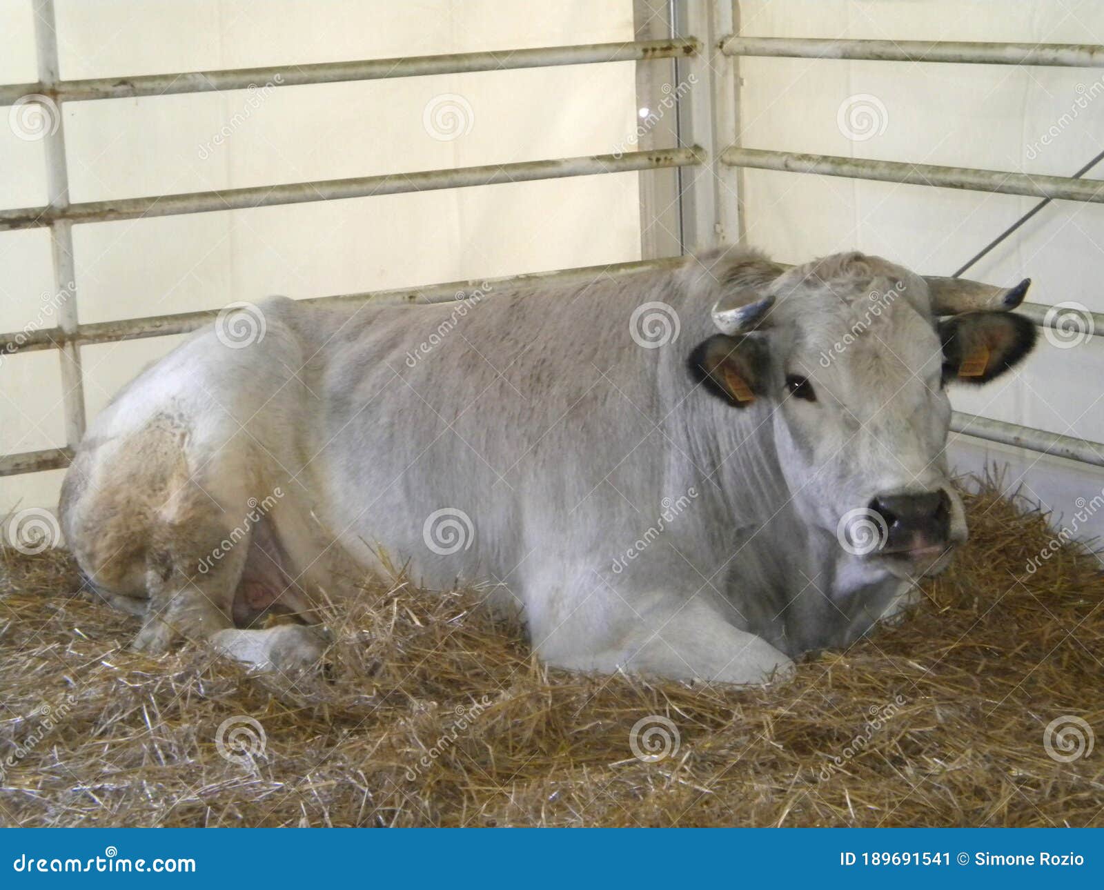Ox stock image. Image of people, cattle, farmer, bovine - 189691541