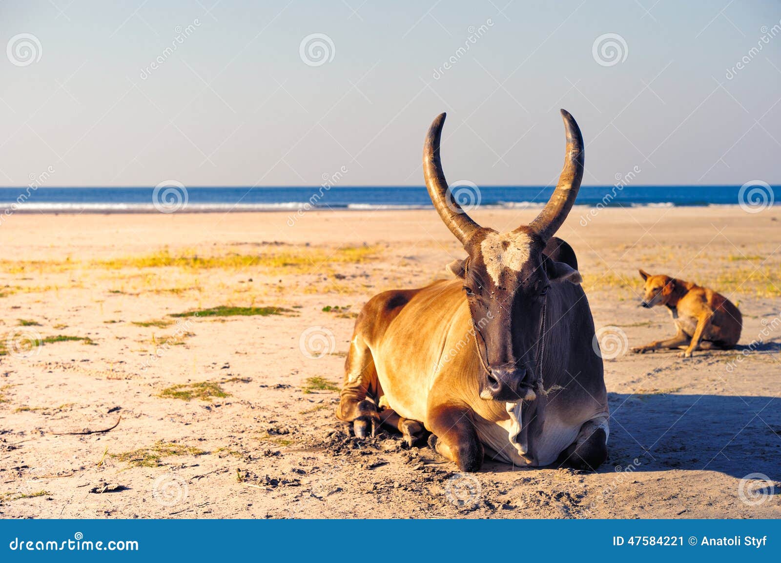 Ox in the beach stock image. Image of bovine, fauna, group - 47584221