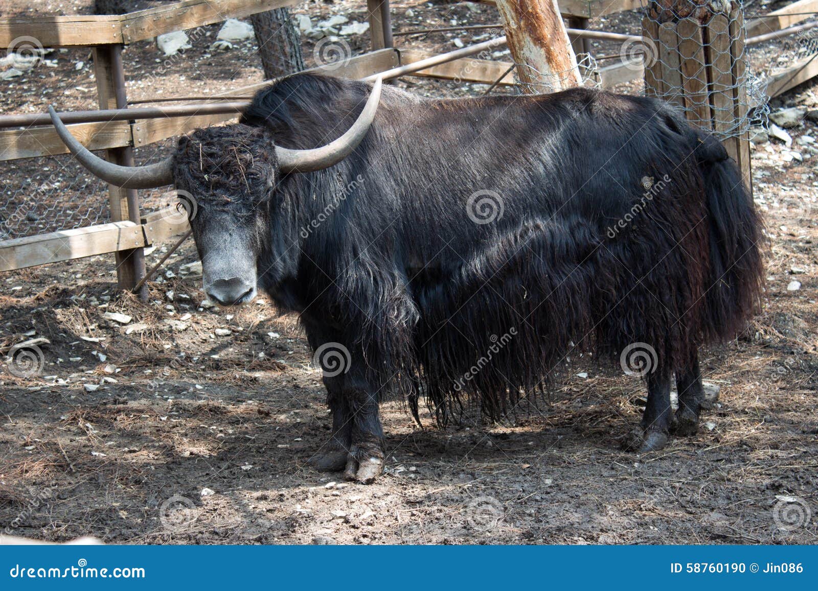 Ox Stock Photo - Image: 58760190