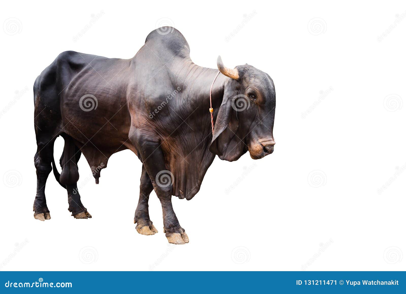 Ox Bull Looing Straight Ahead Stock Image - Image of farm, animal ...