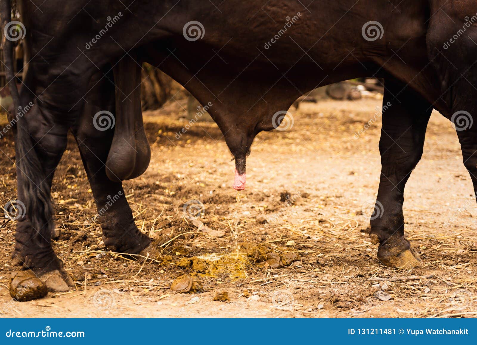 Ox bull stand urinating stock image. Image of eating - 131211481