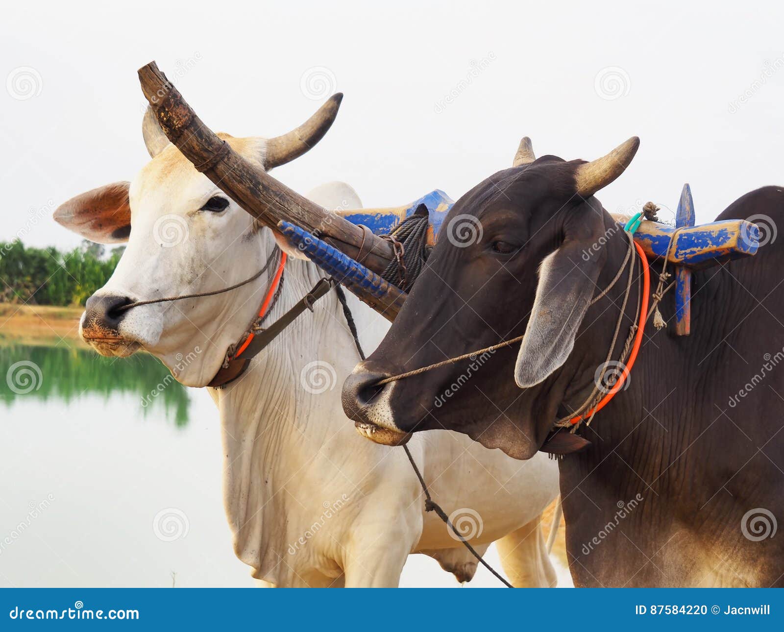 Ox / Bullock stock photo. Image of farm, adult, mammals - 87584220