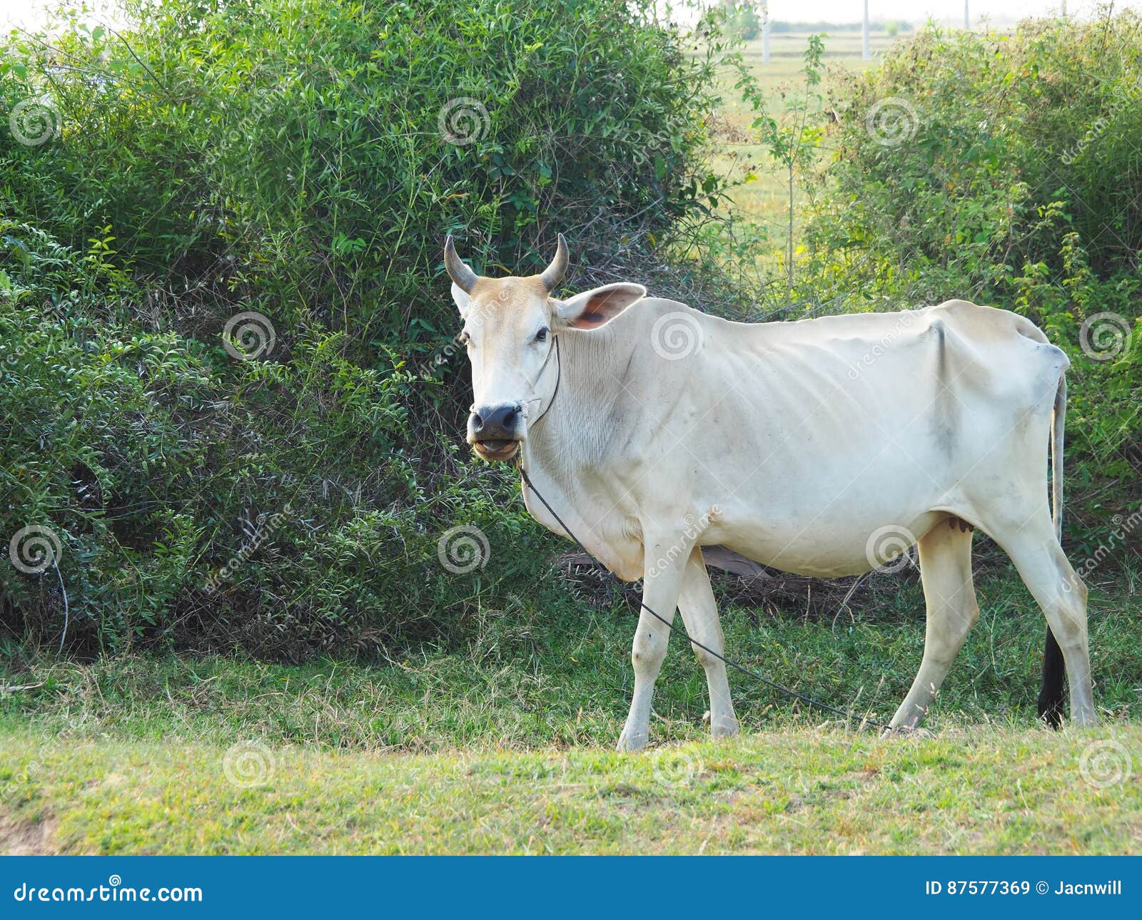 Ox or Bullock stock image. Image of beautiful, field - 87577369