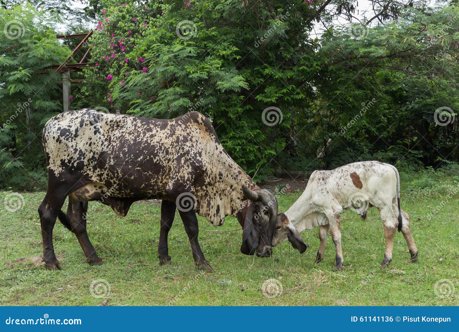 Ox and calf stock photo. Image of field, child, grass - 61141136