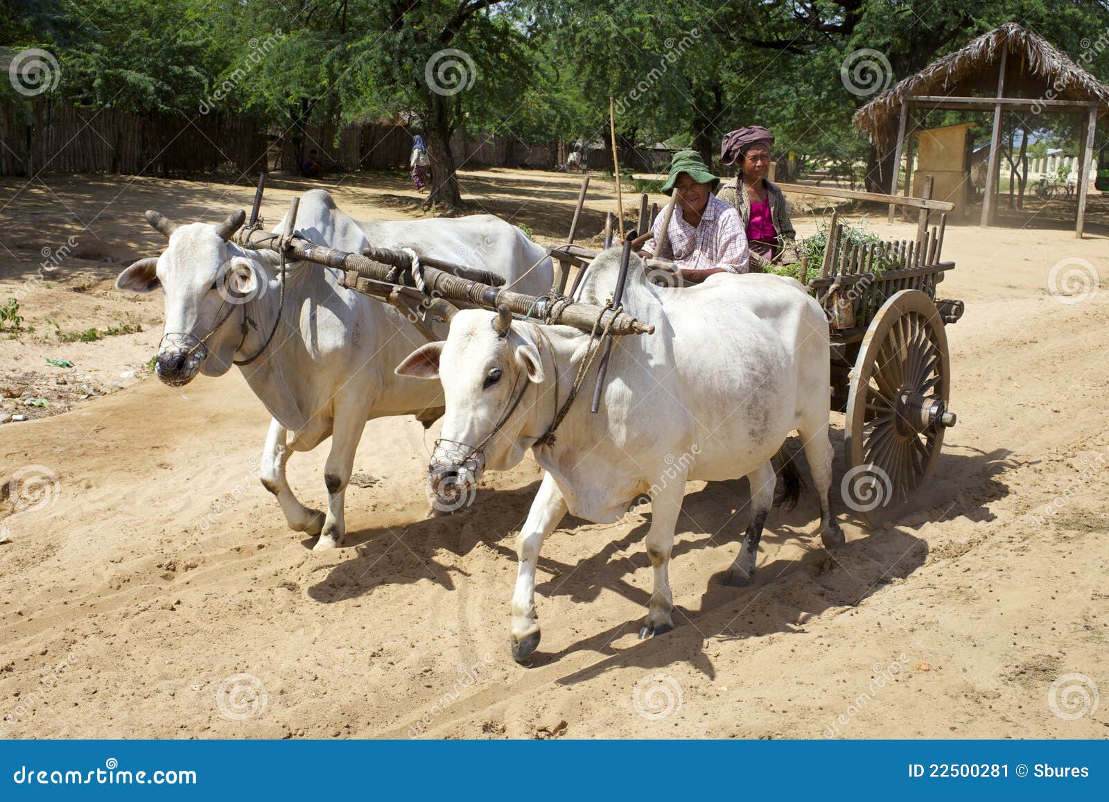 Ox Cart in Myanmar editorial photo. Image of animals - 22500281