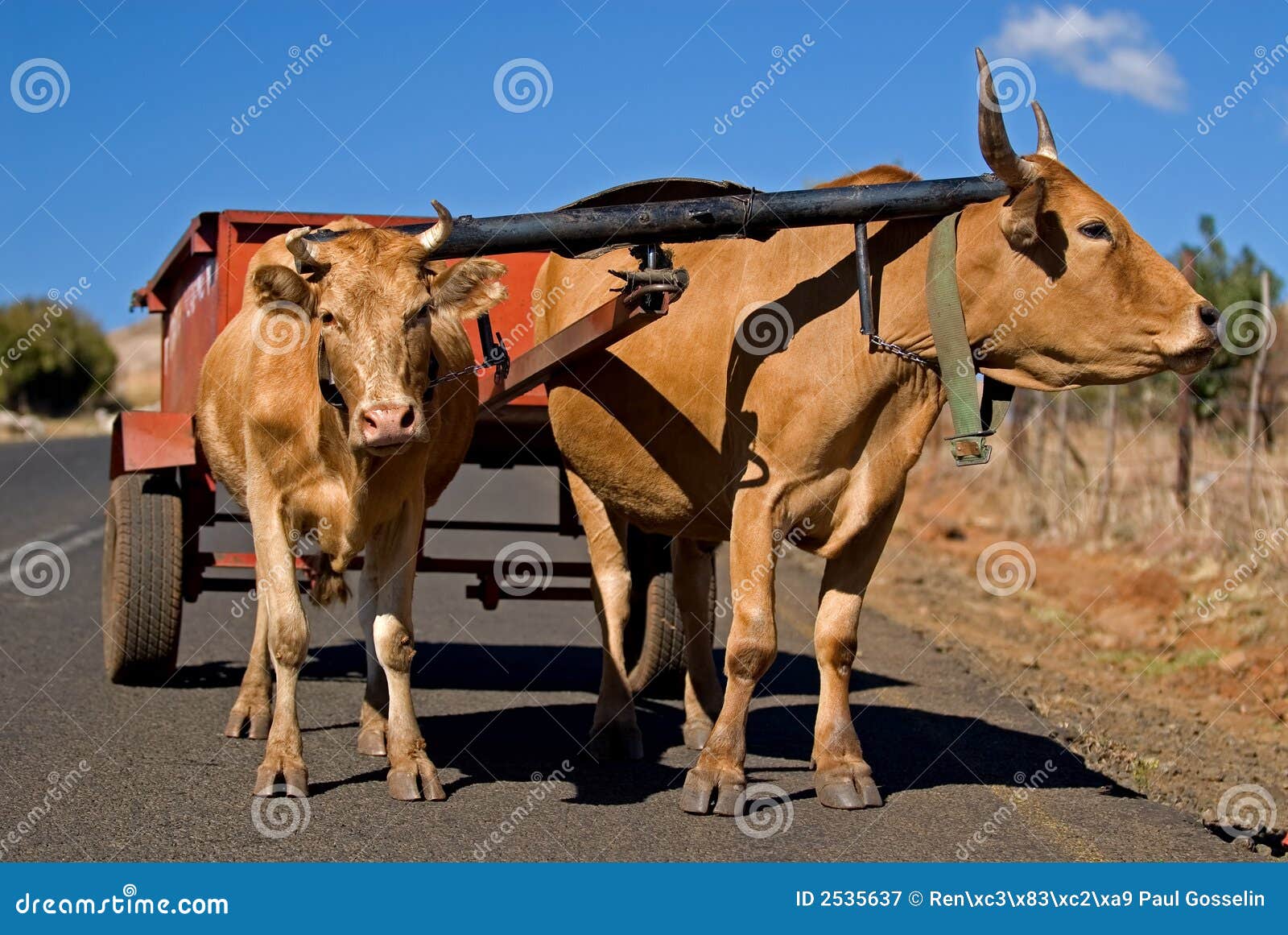 Ox Cart Transport 1 stock image. Image of ponies, maintenance - 2535637