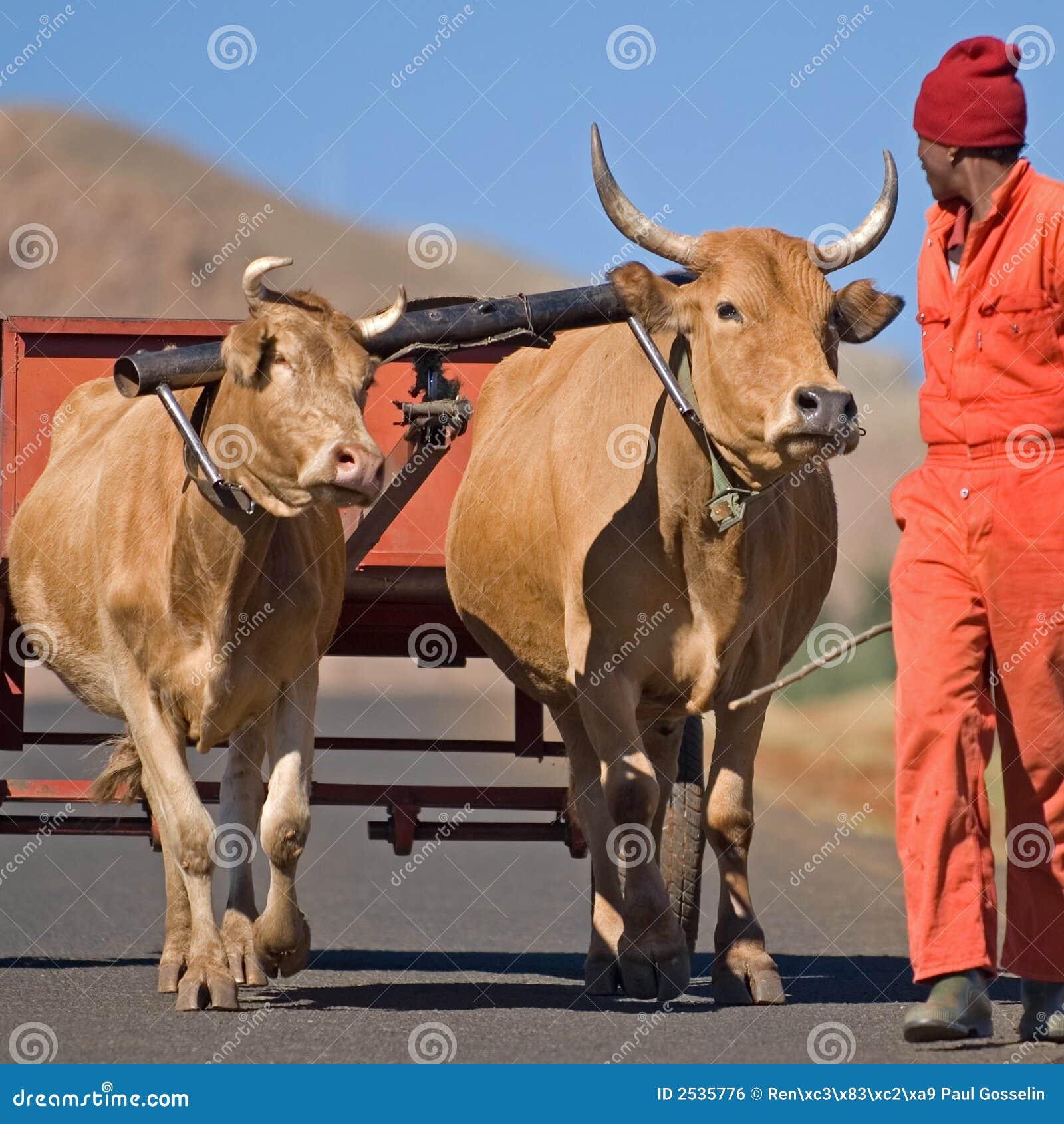 Ox Cart Transport 2 stock photo. Image of gravel, mountains - 2535776