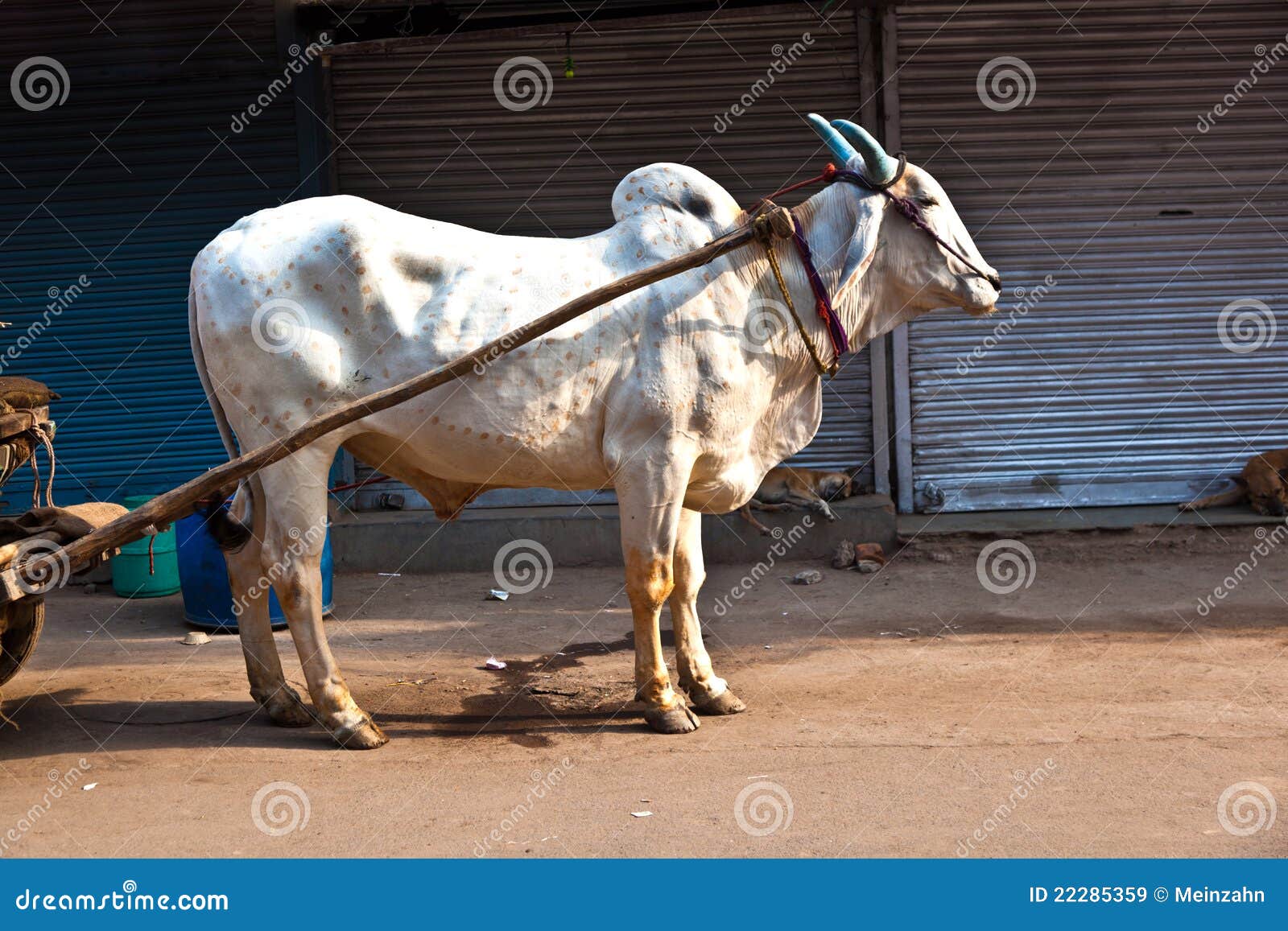 OX Chart in the Narrow Streets Stock Image - Image of cart, delhi: 22285359
