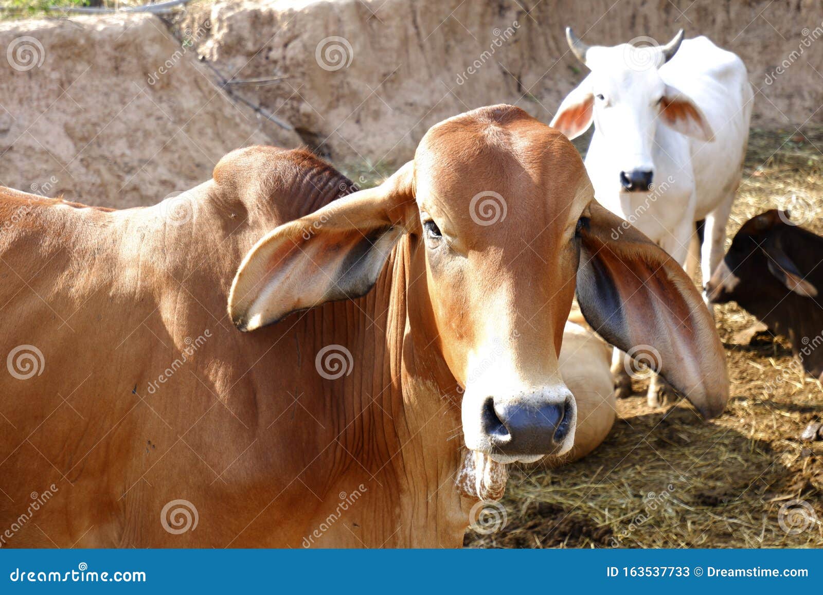 Ox in Corral is Looking and Standing with White Ox in Behind Stock ...