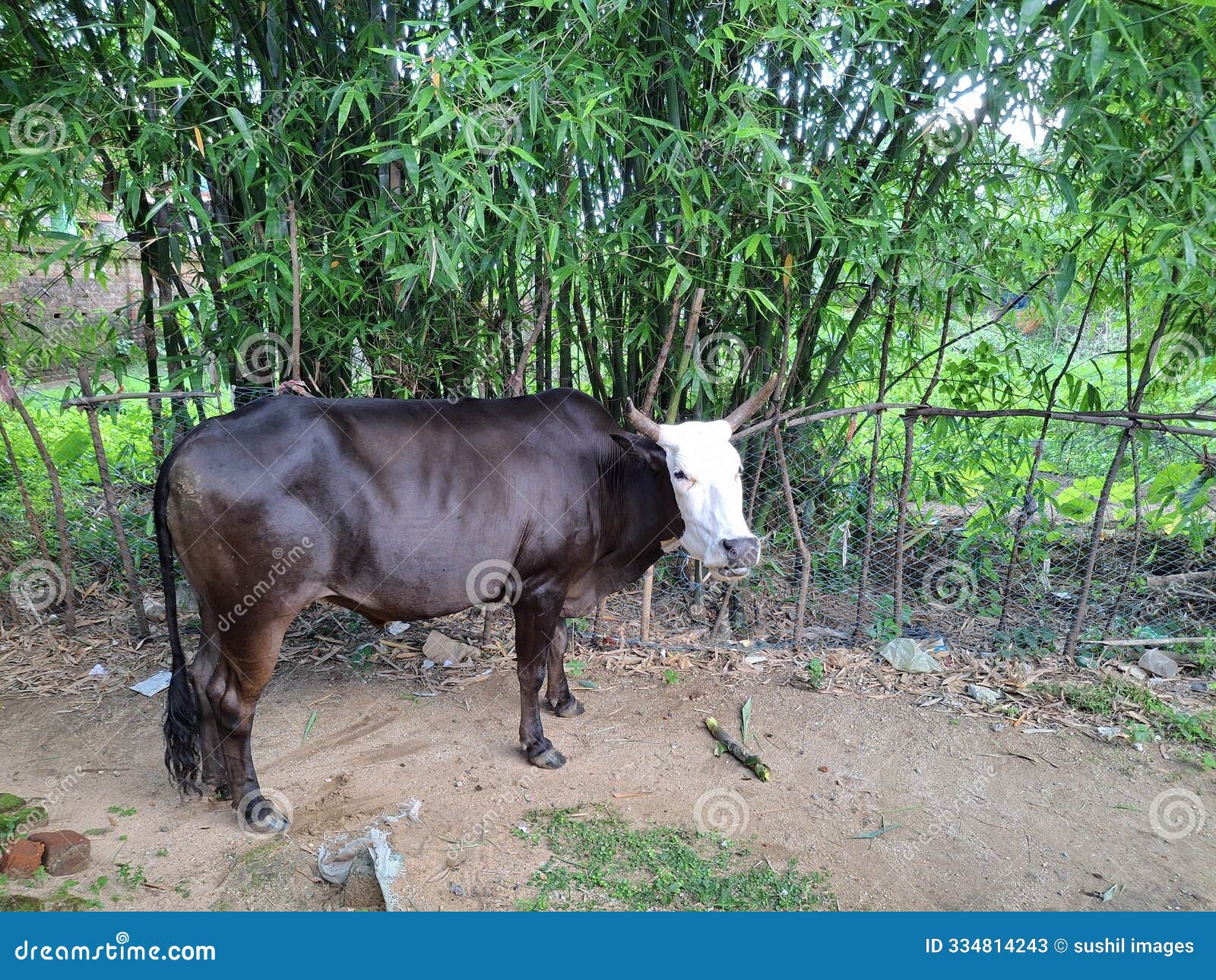 Ox : an Ox is a Domesticated Large Bovine Animal, Stock Image - Image ...