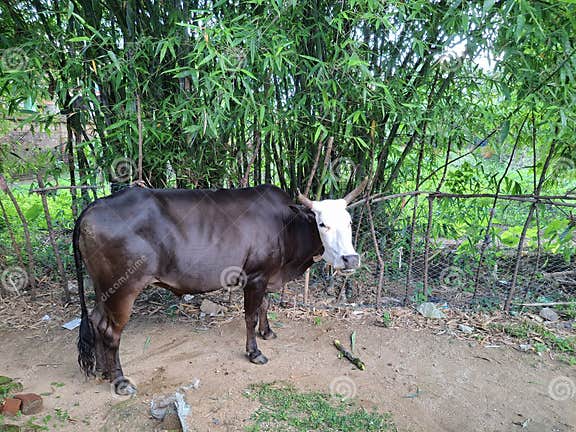 Ox : an Ox is a Domesticated Large Bovine Animal, Stock Image - Image ...