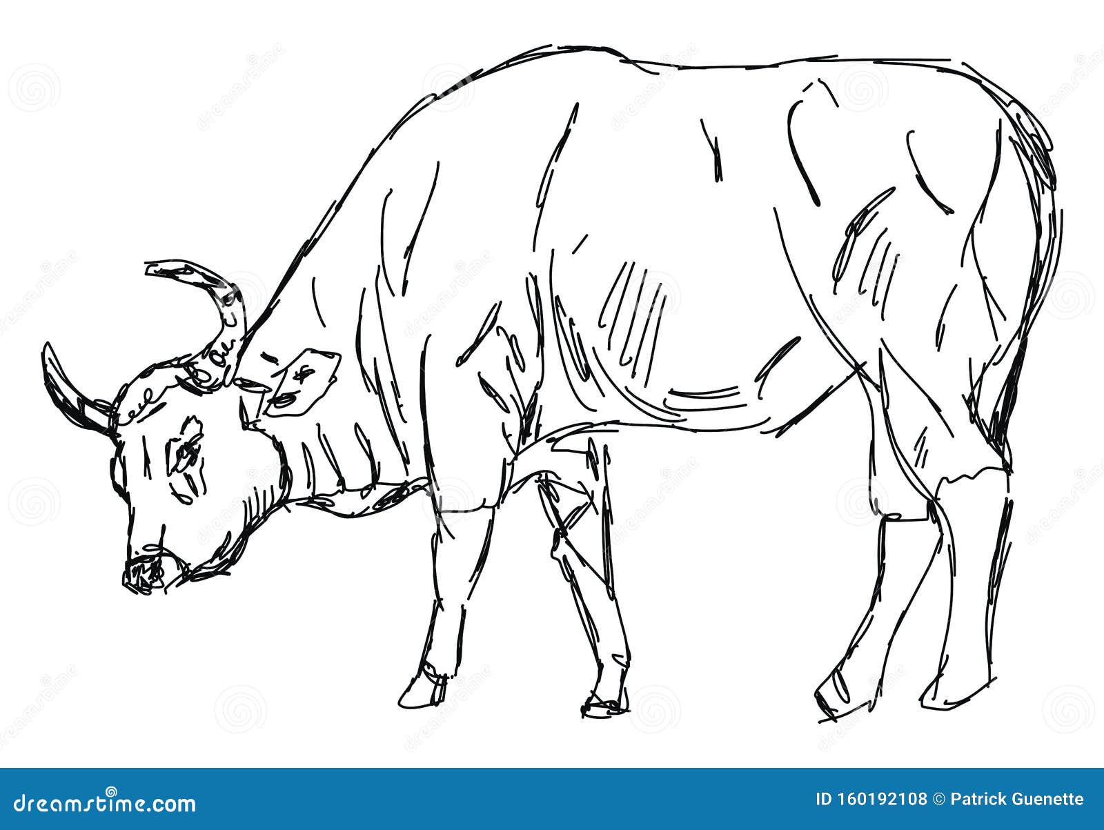 Ox Drawing, Illustration, Vector Stock Vector - Illustration of skull ...