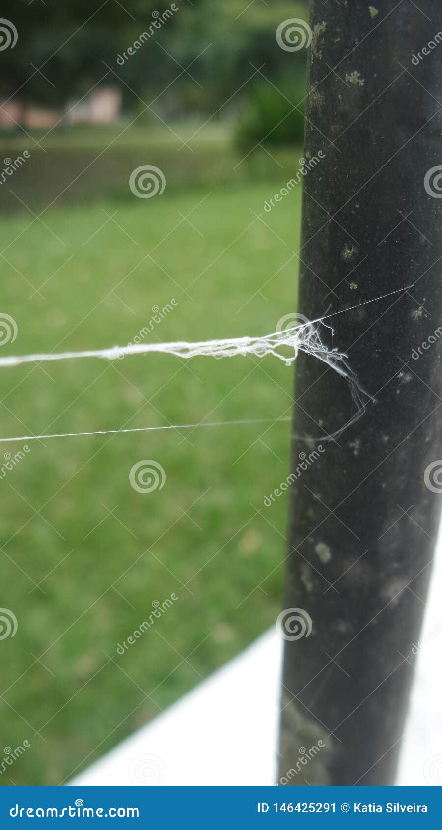 Ox Dung, a Specific Spider& X27;s Web, Long, Announcing Rain Stock ...