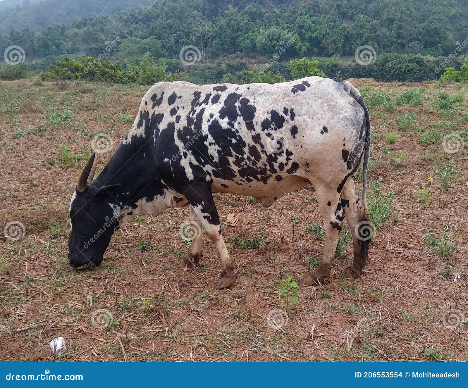 Ox eating grass stock photo. Image of cattle, bull, field - 206553554