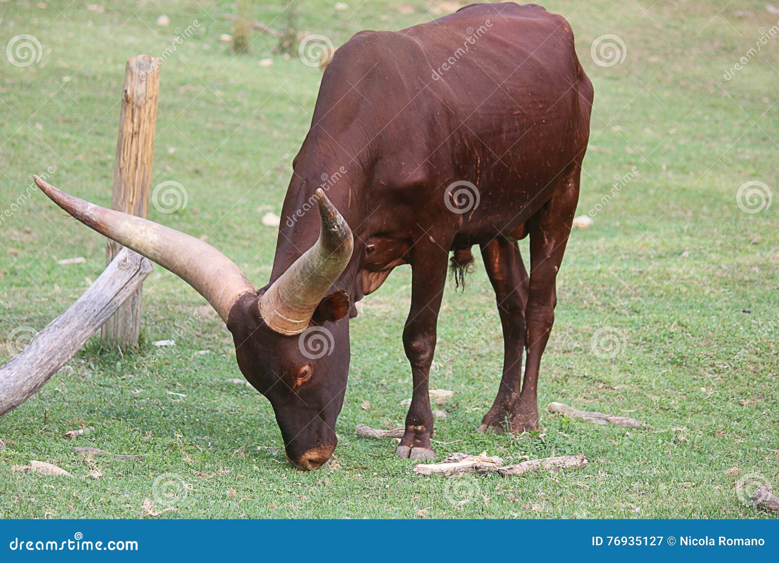 Ox eating grass stock image. Image of ungulates, farming - 76935127