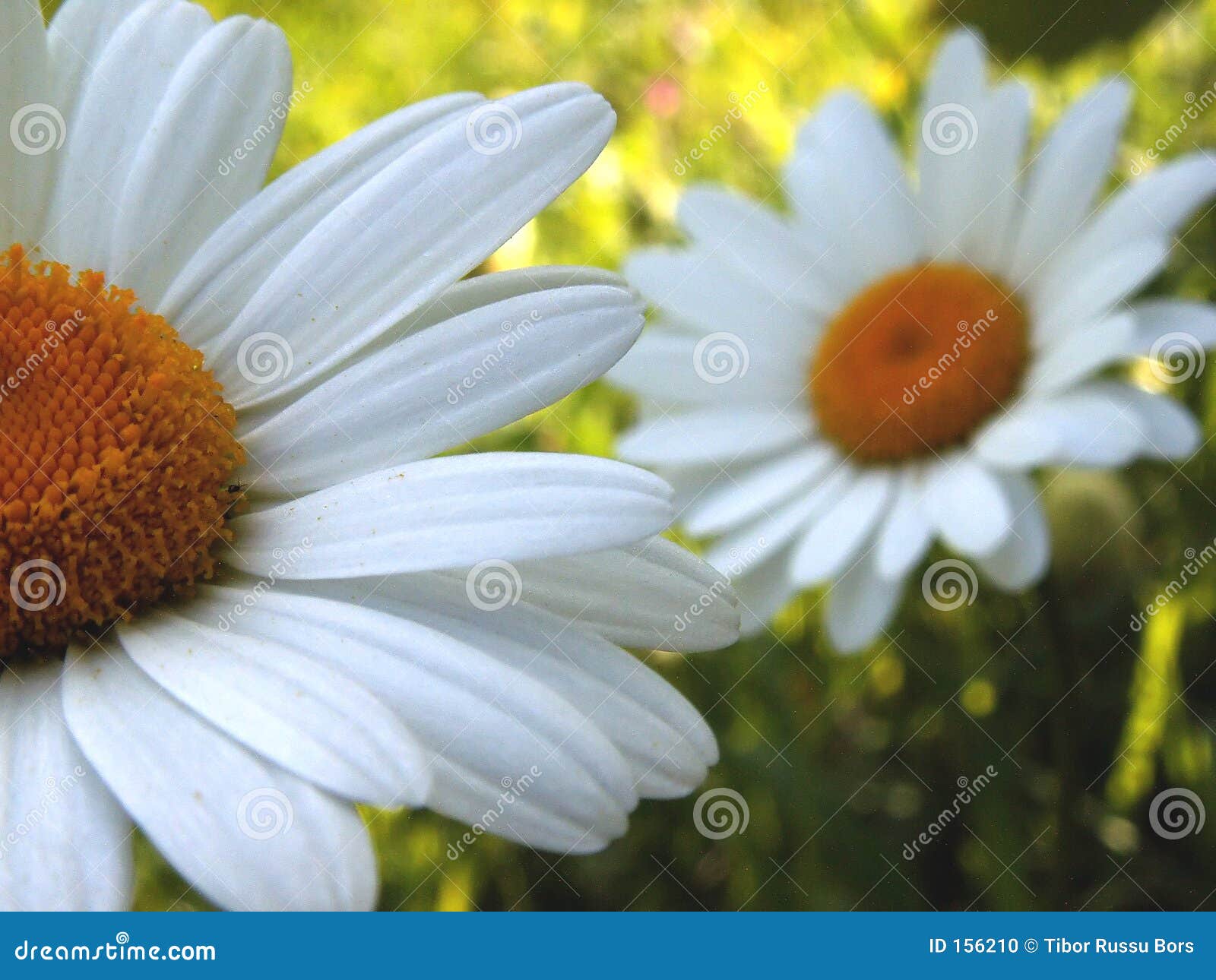 Ox-eye daisy 1 stock photo. Image of forestry, flora, chrysanthemum ...