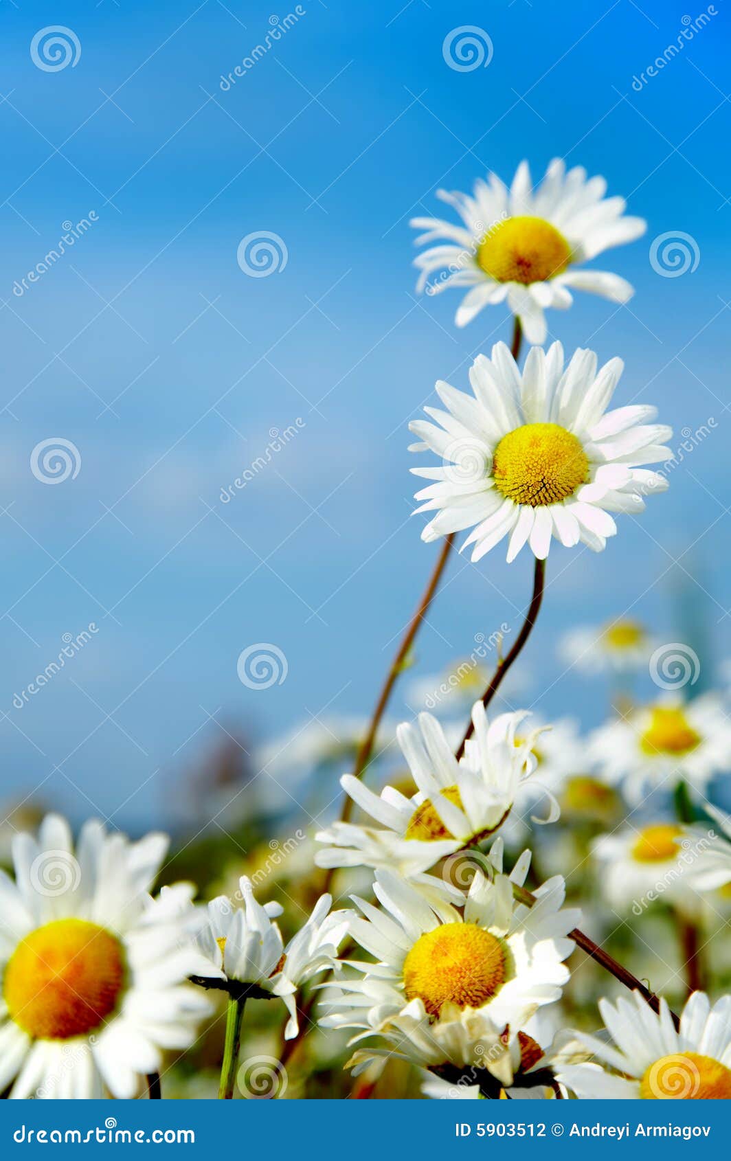 Ox-eye daisy stock photo. Image of leaf, clear, outdoors - 5903512