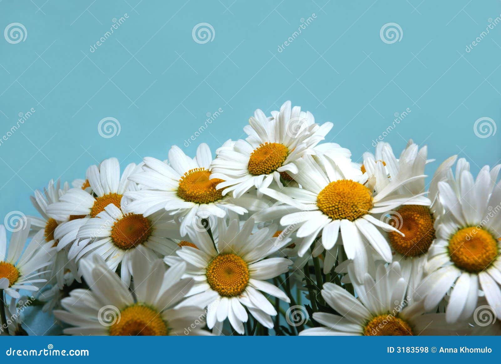 Ox-eye-daisy flowers stock photo. Image of green, bouquet - 3183598