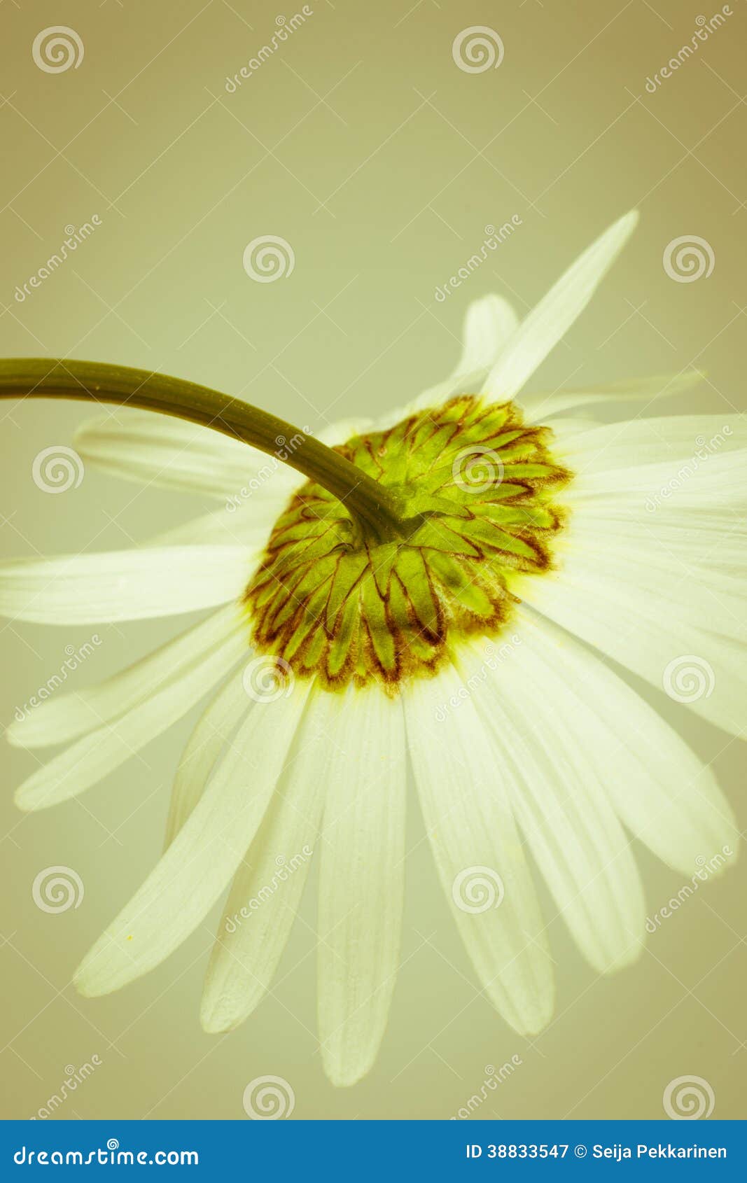 Ox-eye daisy stock image. Image of flower, attractive - 38833547