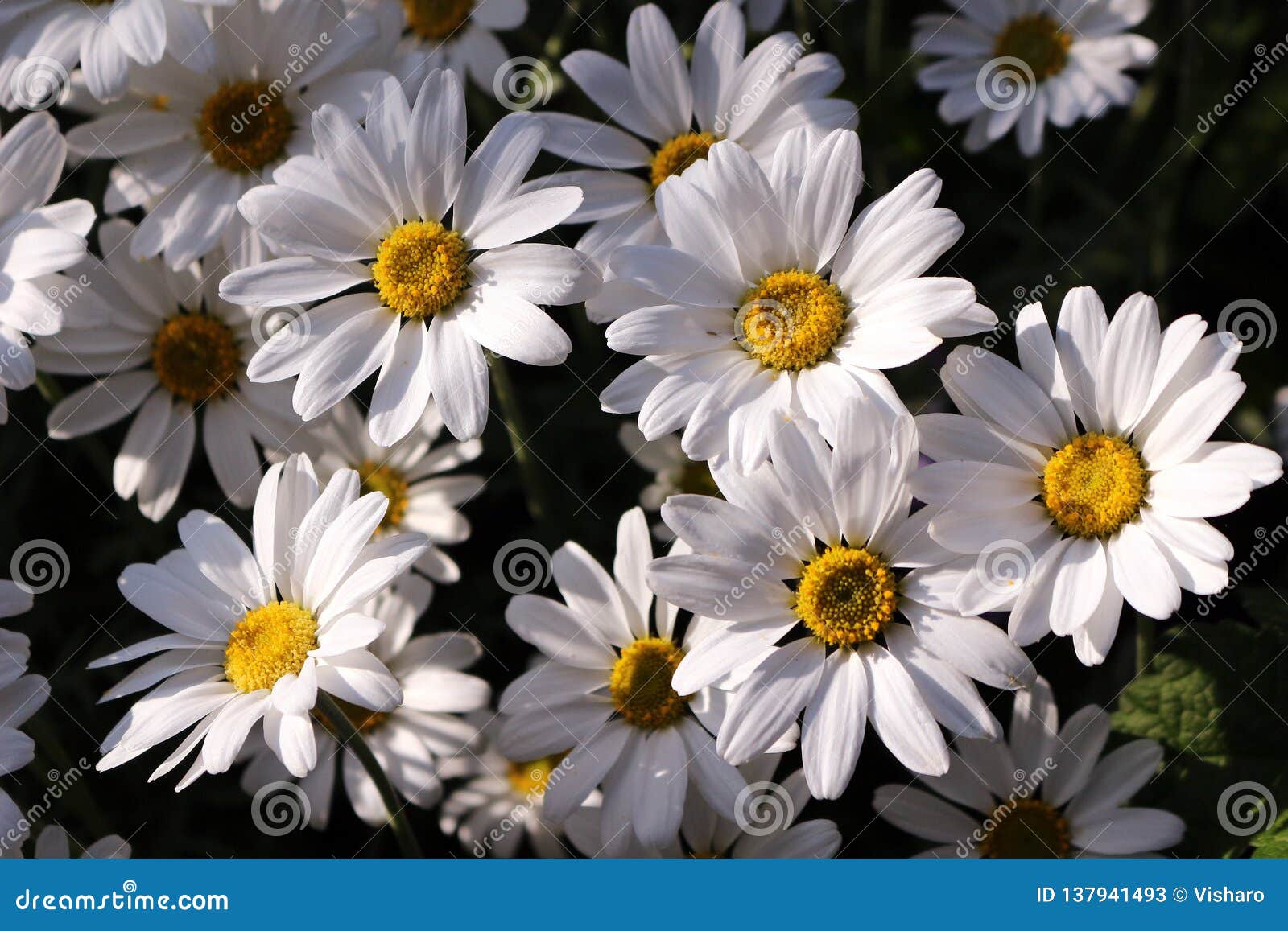 Large White Daisies stock image. Image of flora, shasta - 137941493