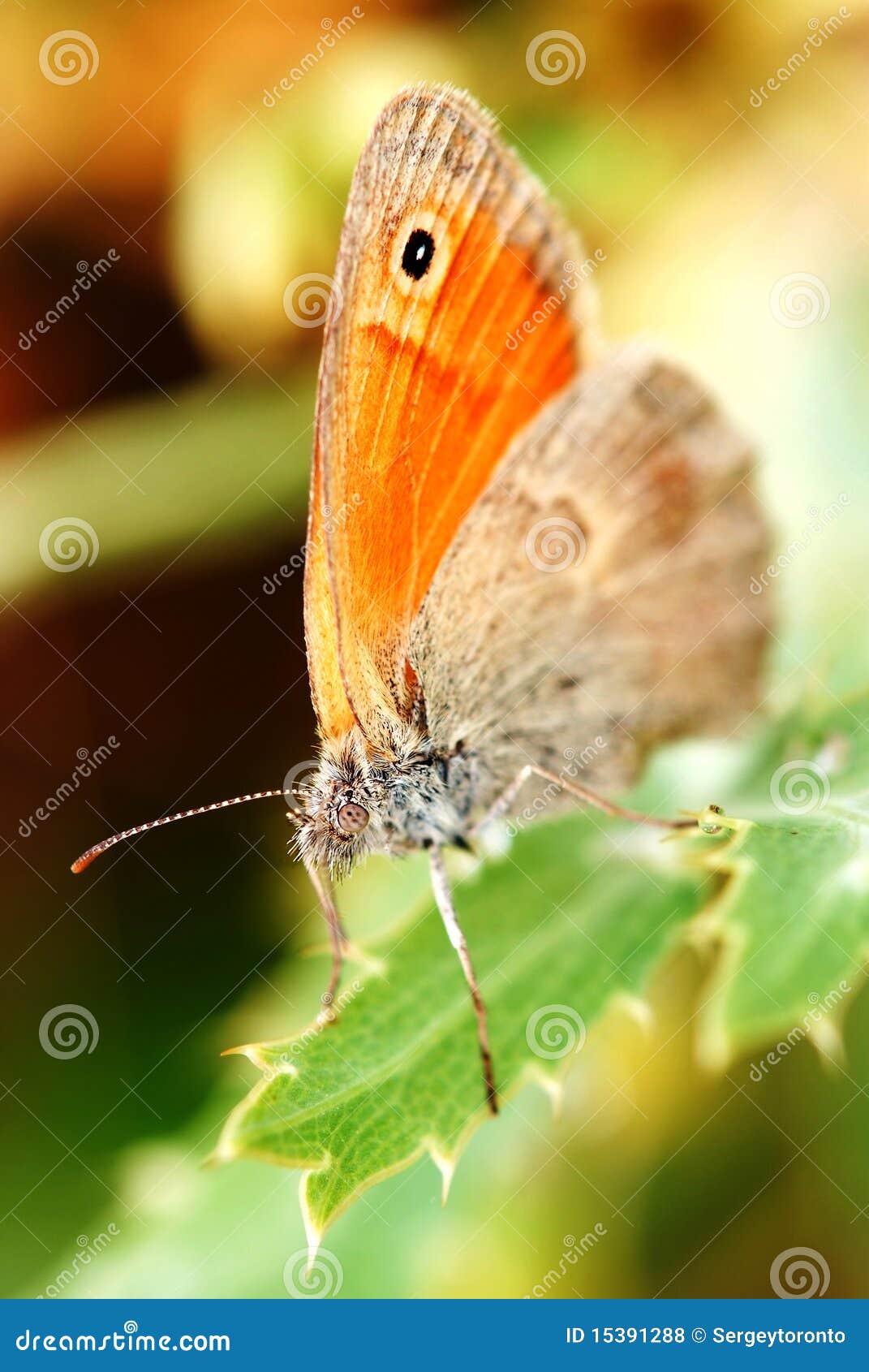 Ox-eyed butterfly stock photo. Image of love, antennae - 15391288