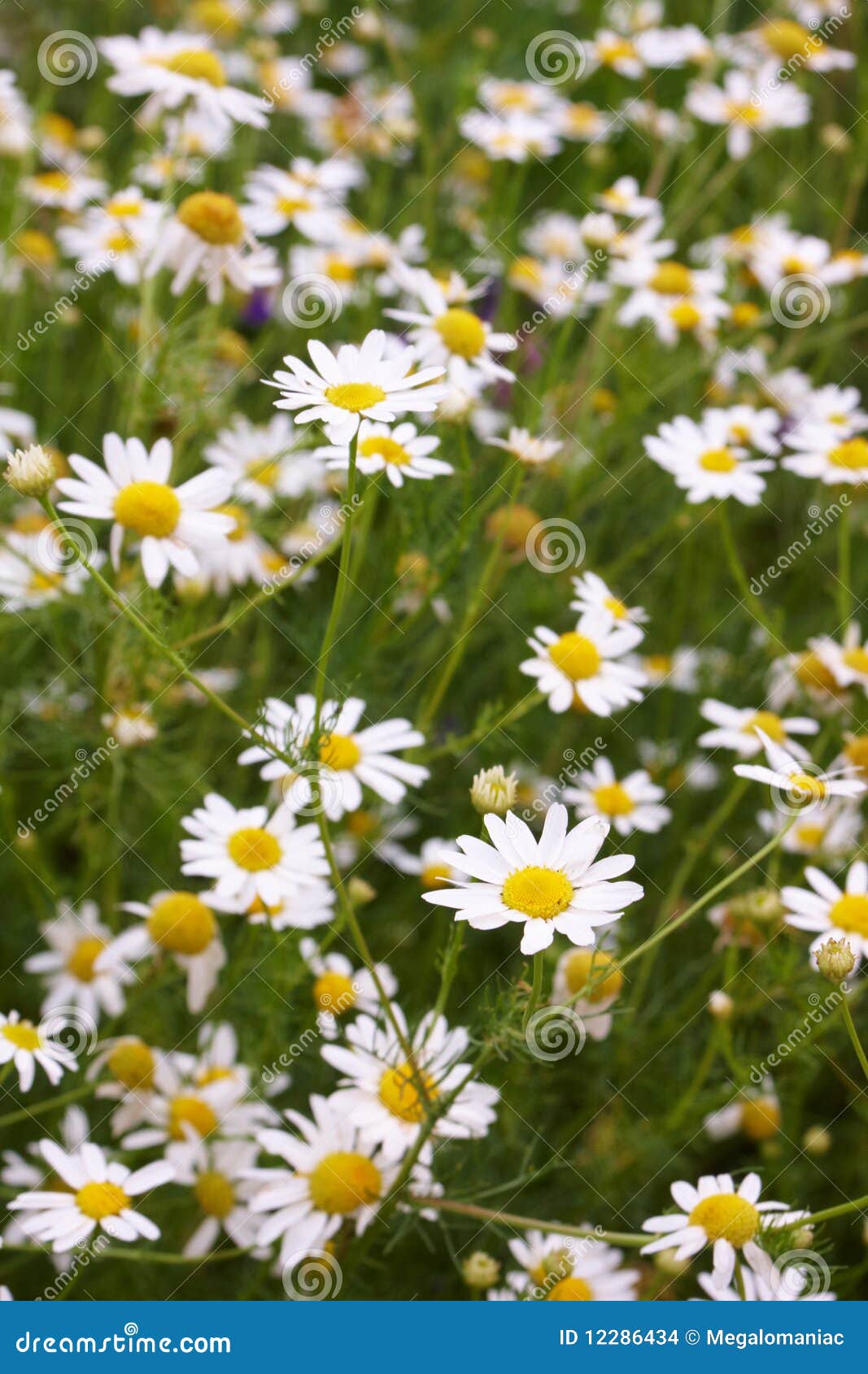Ox-eyes stock photo. Image of bright, greenery, blossoming - 12286434