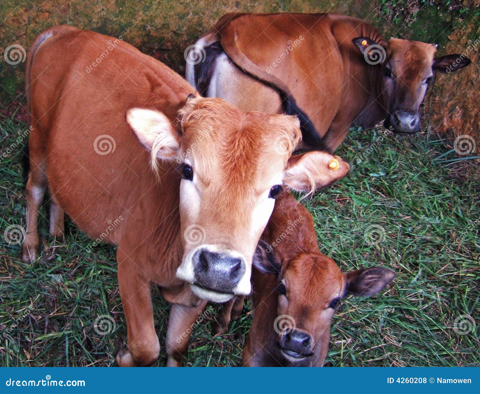 Ox Family stock photo. Image of terraced, wall, crops - 4260208