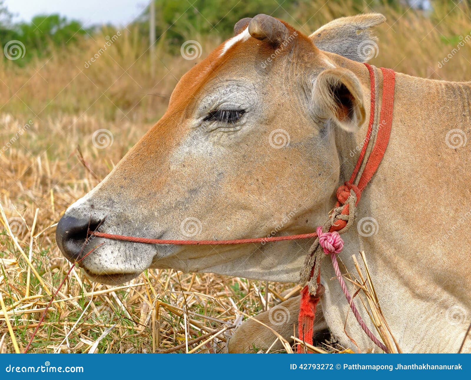 Ox stock photo. Image of farm, rice, outdoor, animals - 42793272