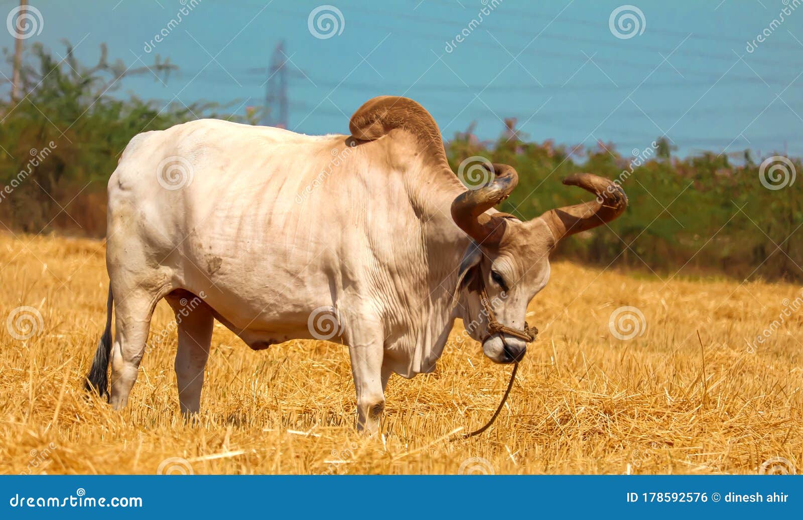 Ox on a Farm, Looking Straight Ahead.ox Bull in Indian Cattle Farm ...