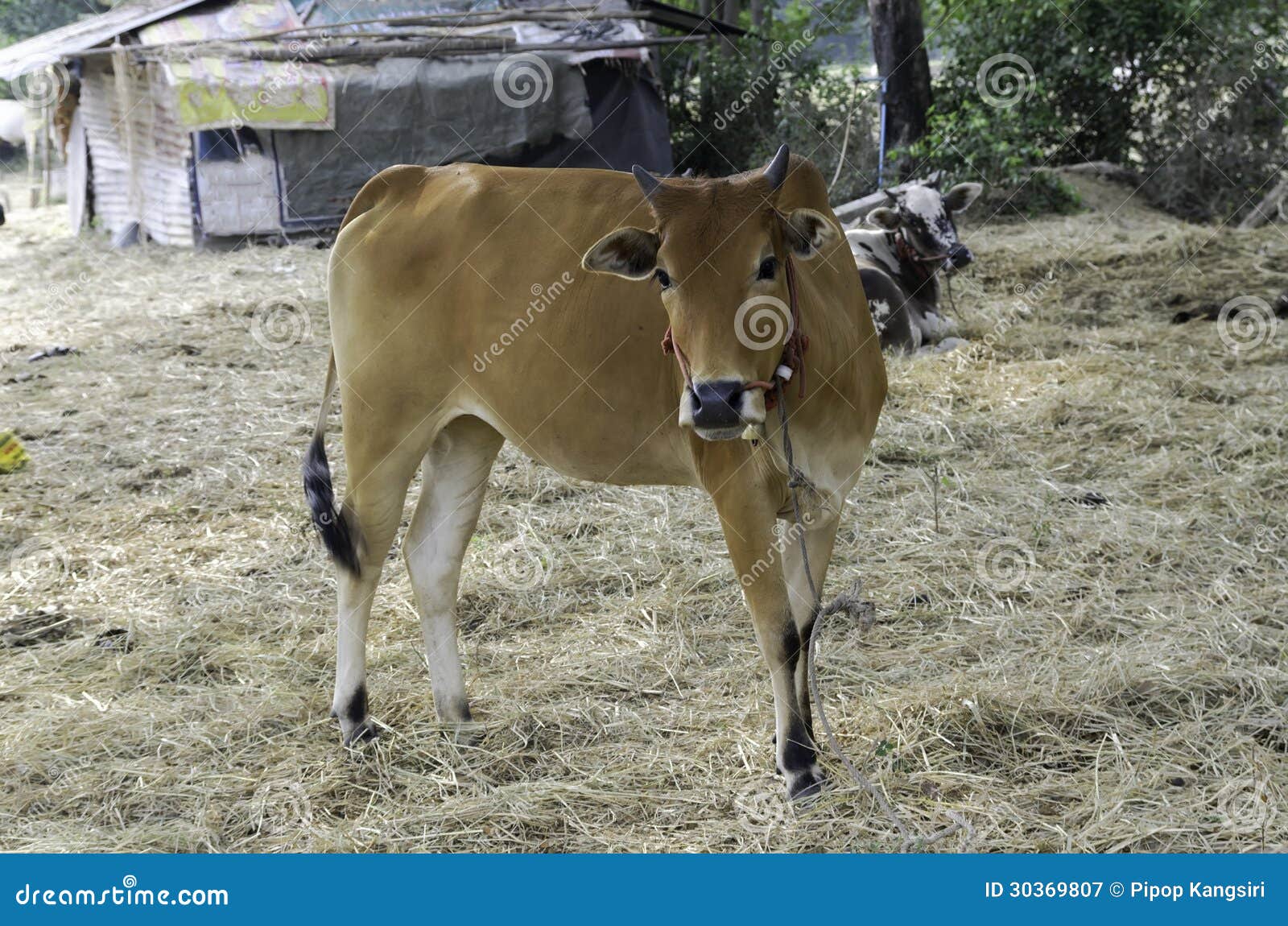 Ox in the farm stock image. Image of field, outdoor, animal - 30369807