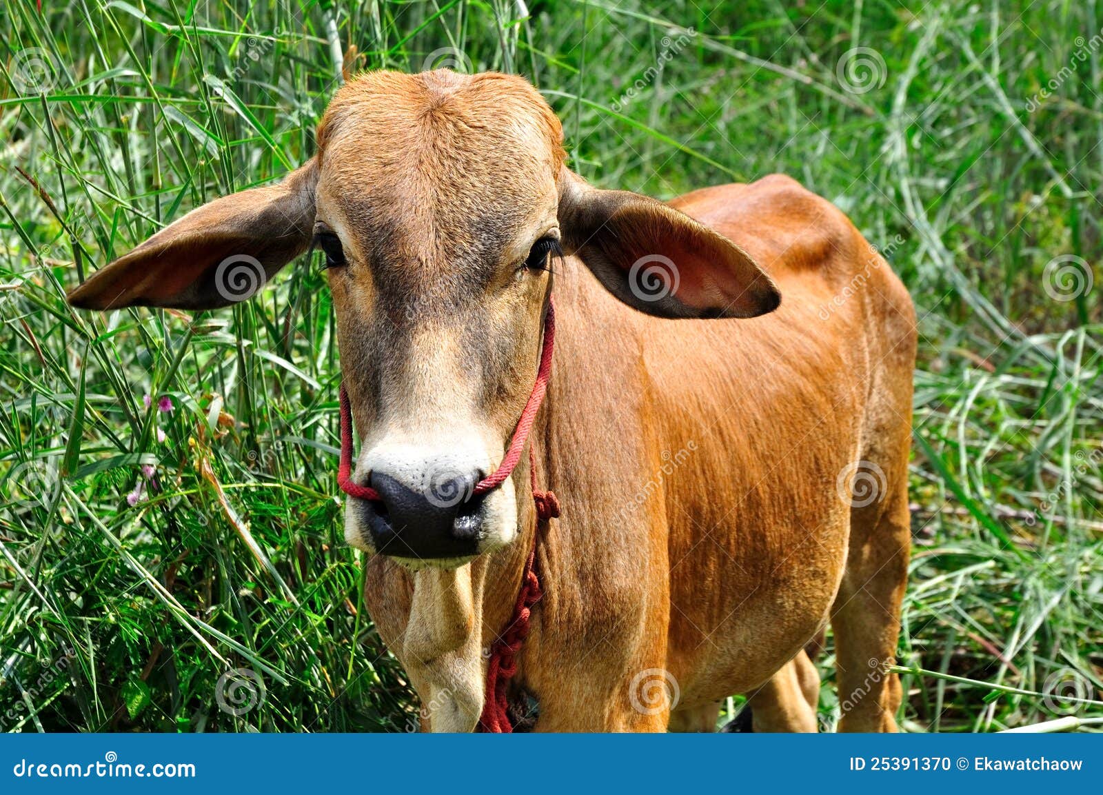 Ox in field stock photo. Image of farm, brown, steak - 25391370