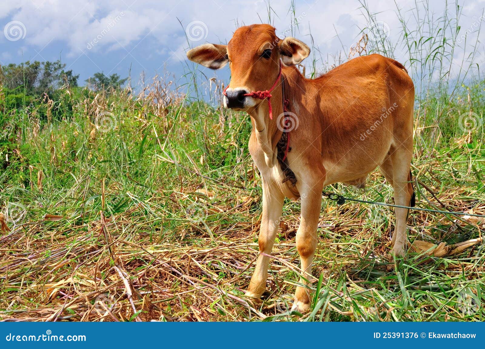 Ox in field stock photo. Image of brown, field, meat - 25391376