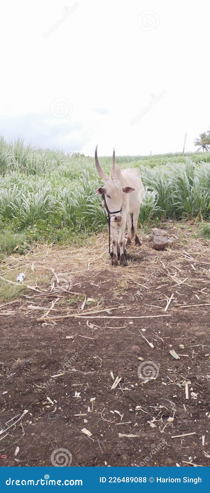 The ox in the field stock photo. Image of meadow, agriculture - 226489088