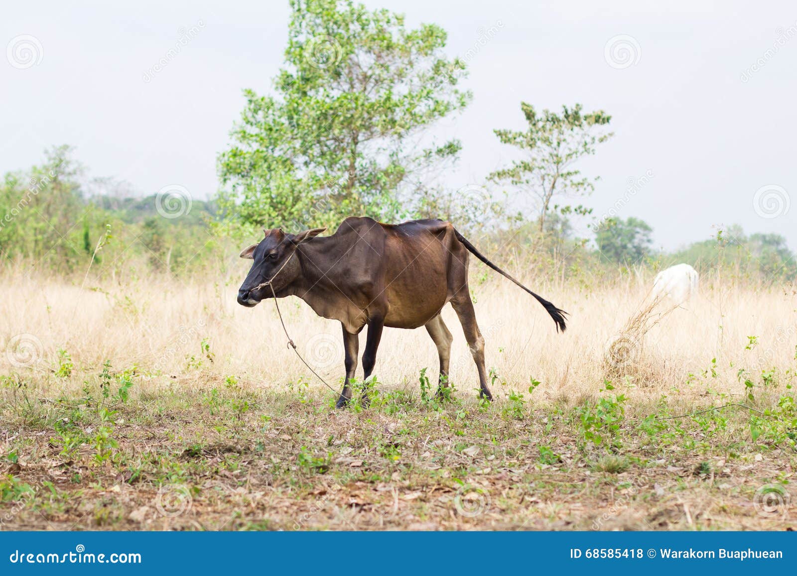 Ox in the field stock photo. Image of green, agriculture - 68585418