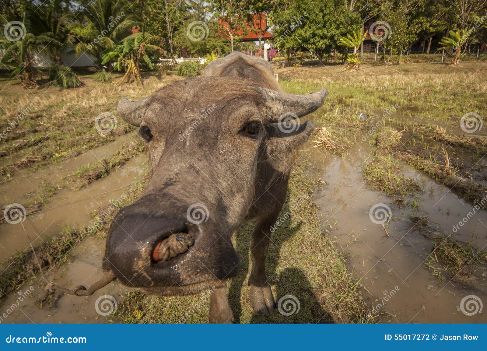 Ox in a Field at he Museum of Rice in Langkawi Stock Photo - Image of ...